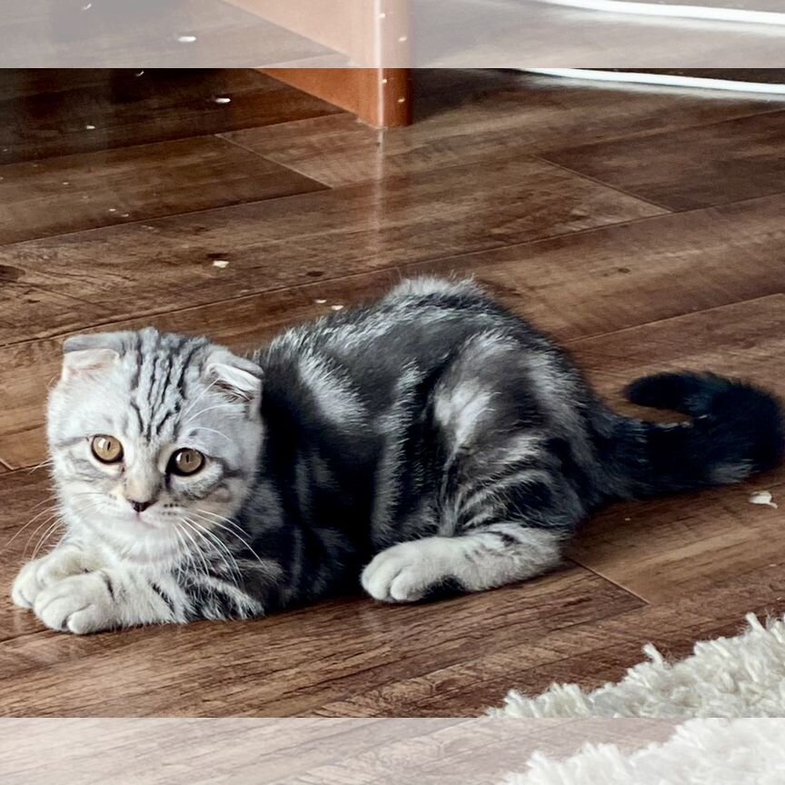 Шотландская вислоухая