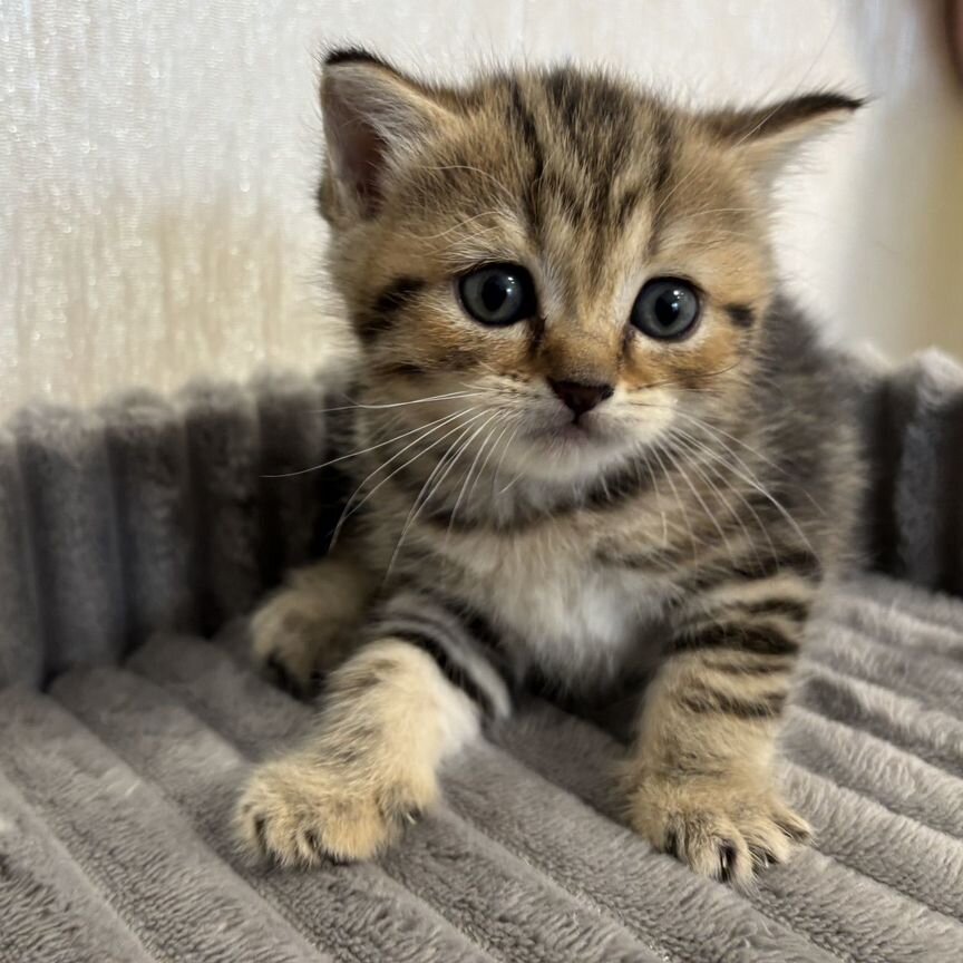 Шотландский прямоухий короткошёрстный котёнок
