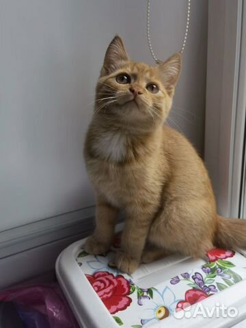 Рыжий котенок