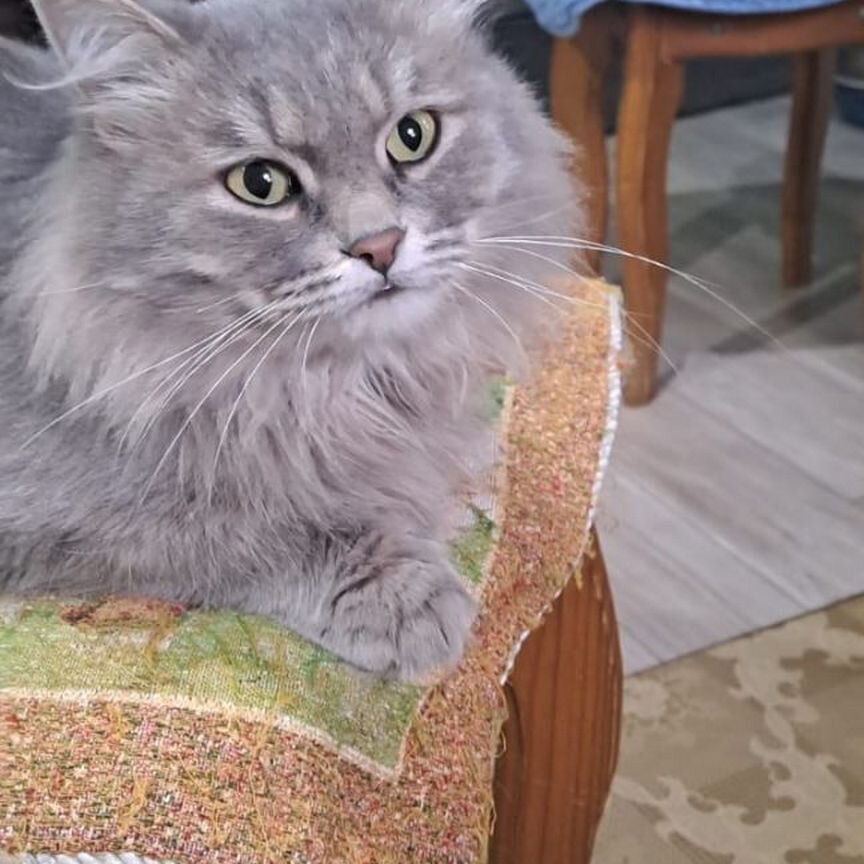 Котик кастрат ищет дом