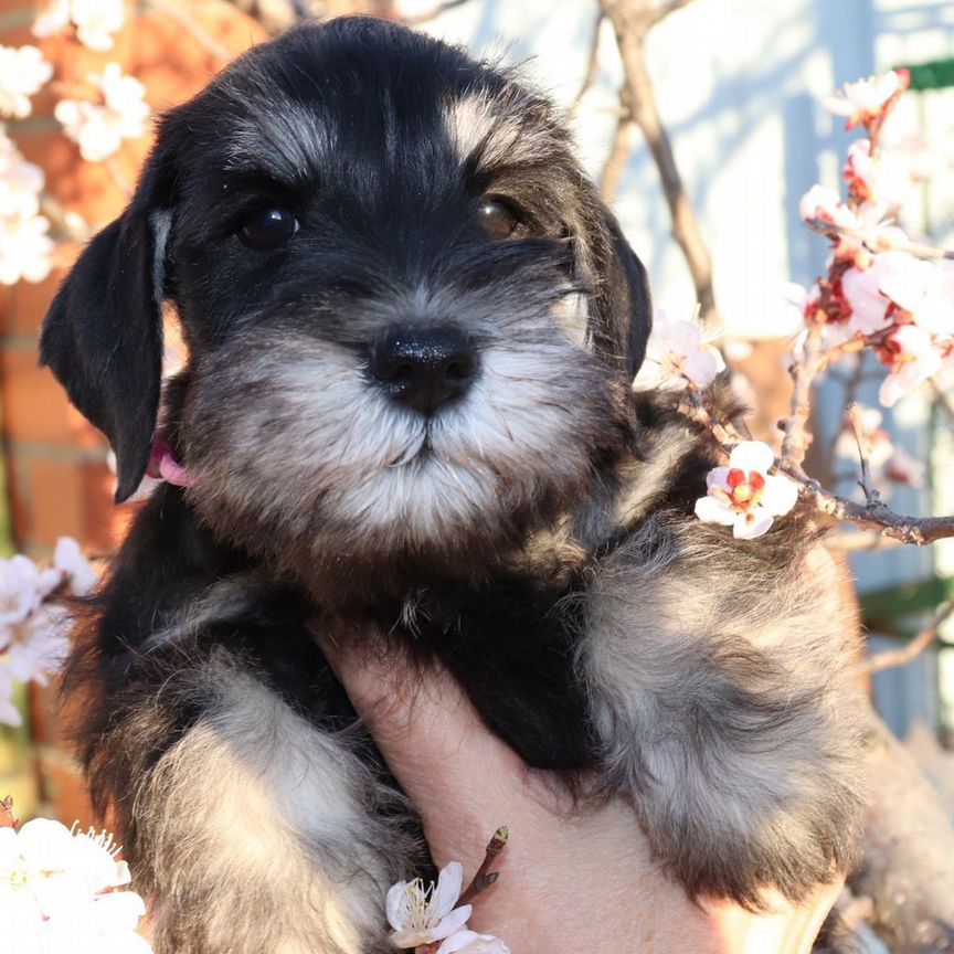 Цвергшнауцер, щенок