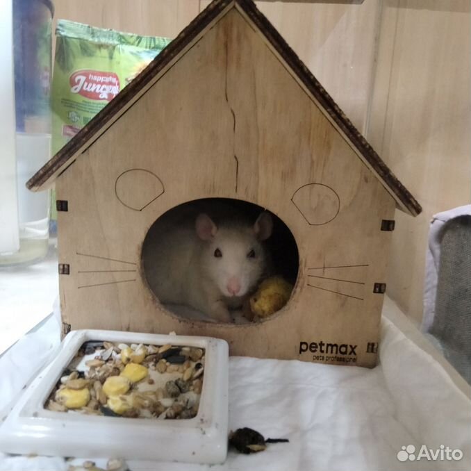 Декоративная крыса альбинос