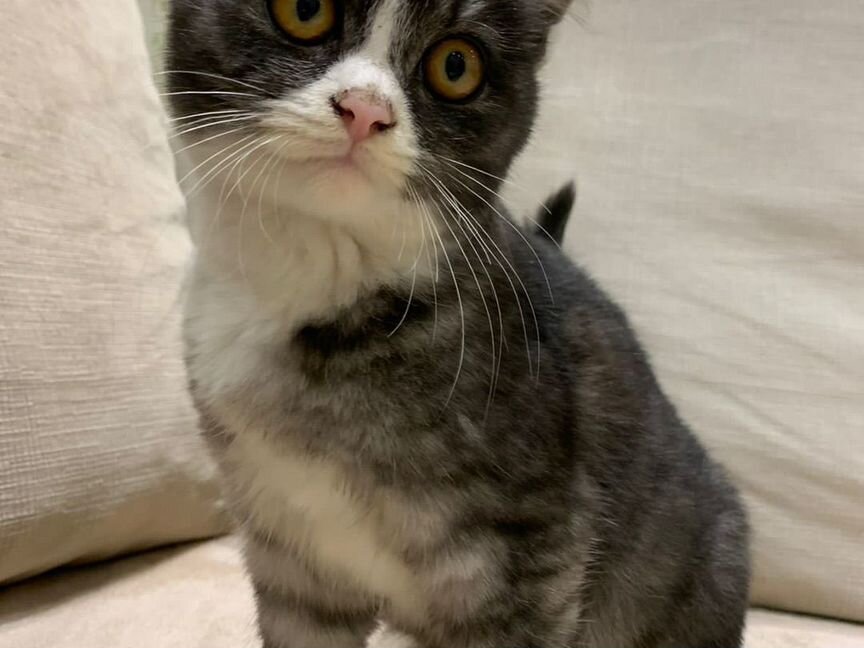 Шотладский котик