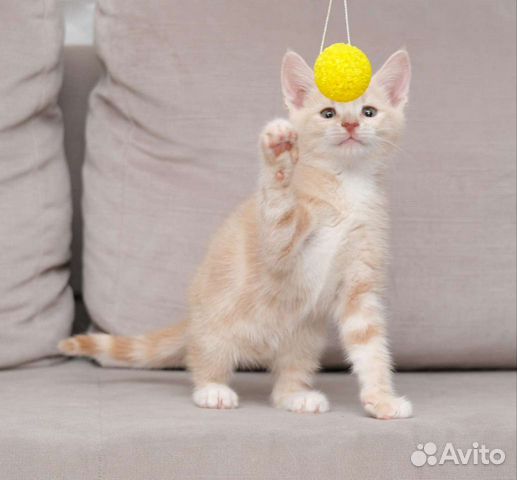 Котёнок Мокко 2 мес в добрые руки