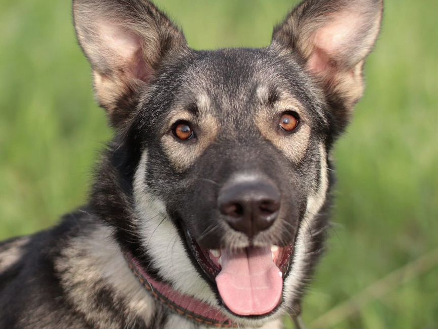 Собаки бесплатно в добрые руки