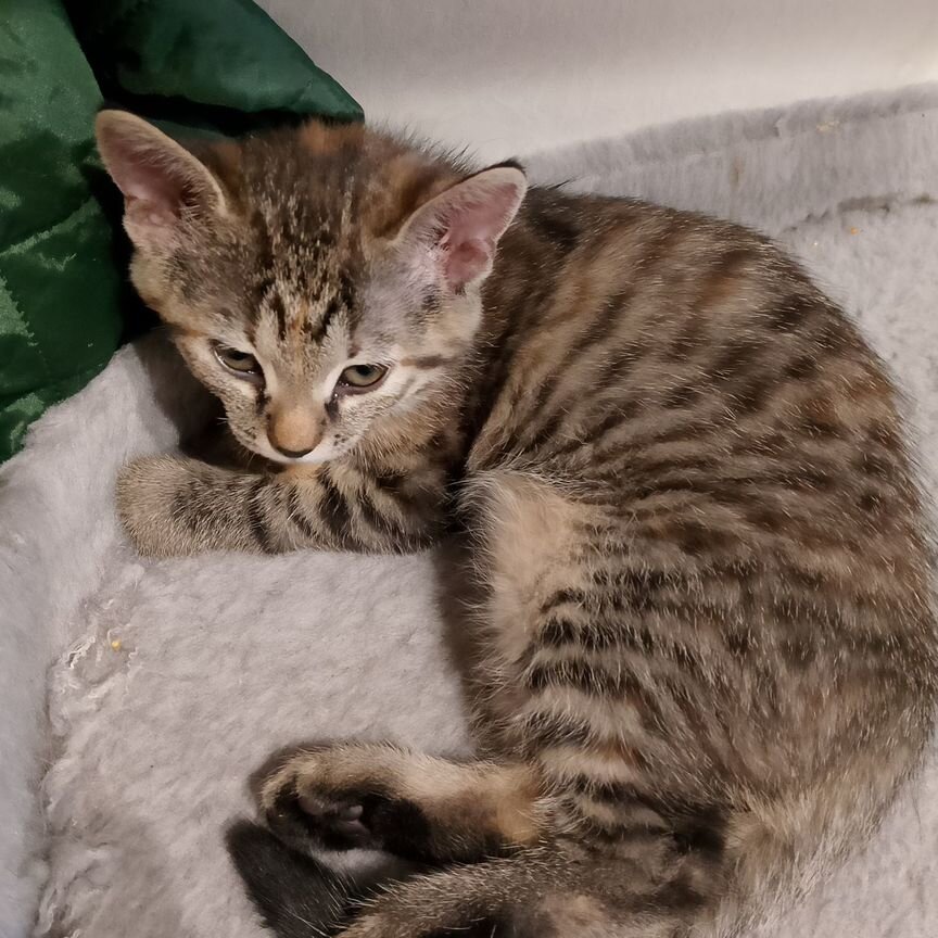 Отдам котёнка