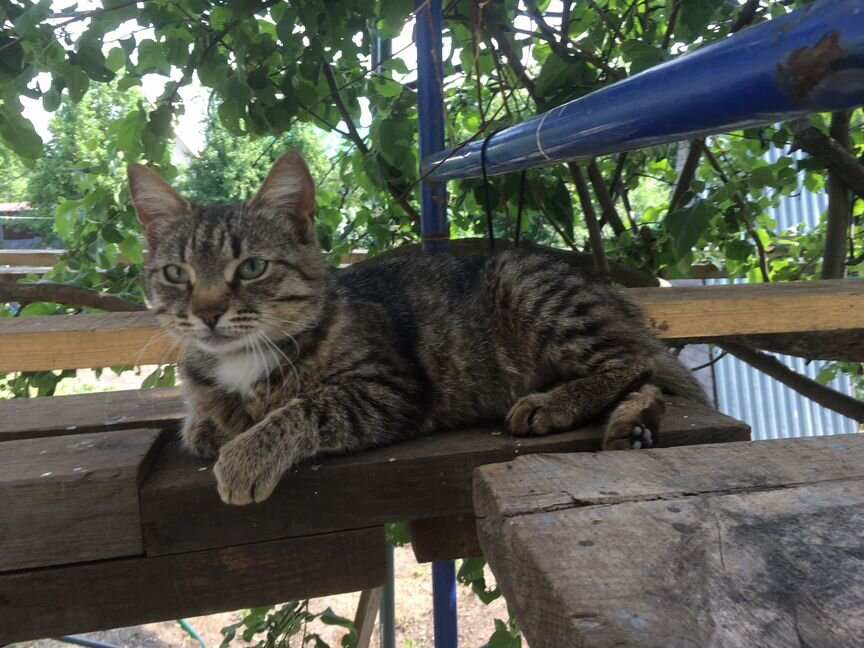 Кошка взрослая стерилизованная