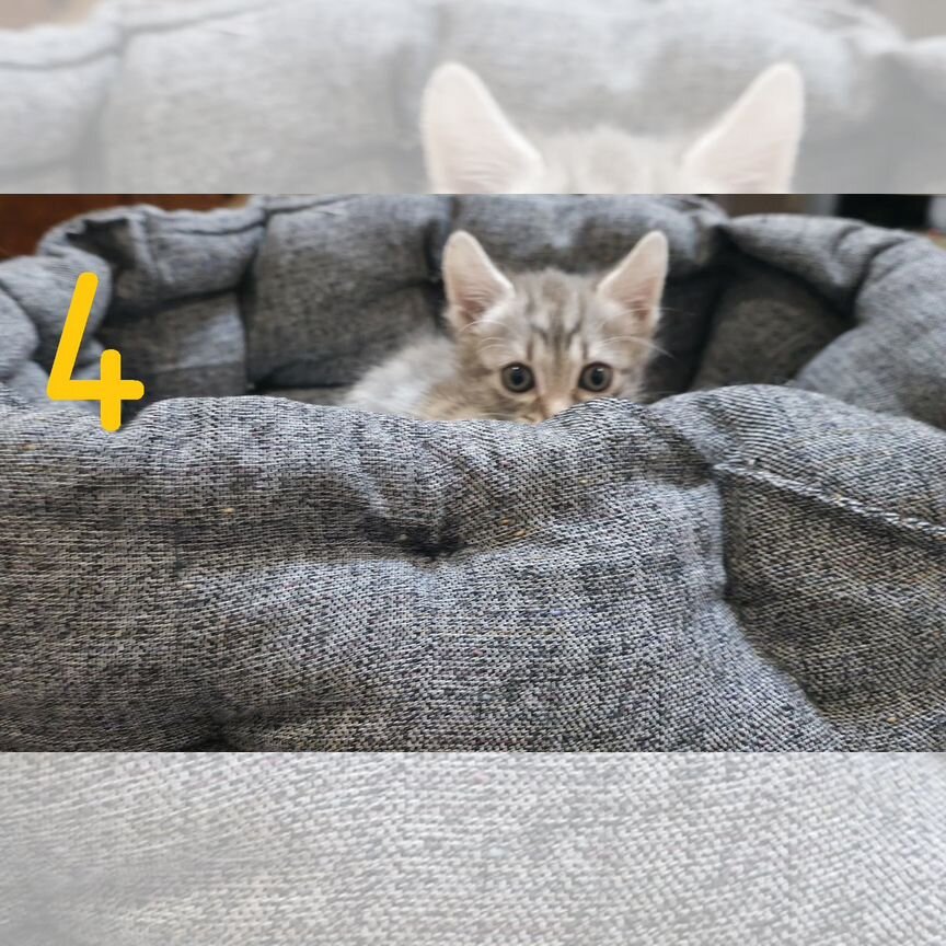 Котёнок в добрые руки