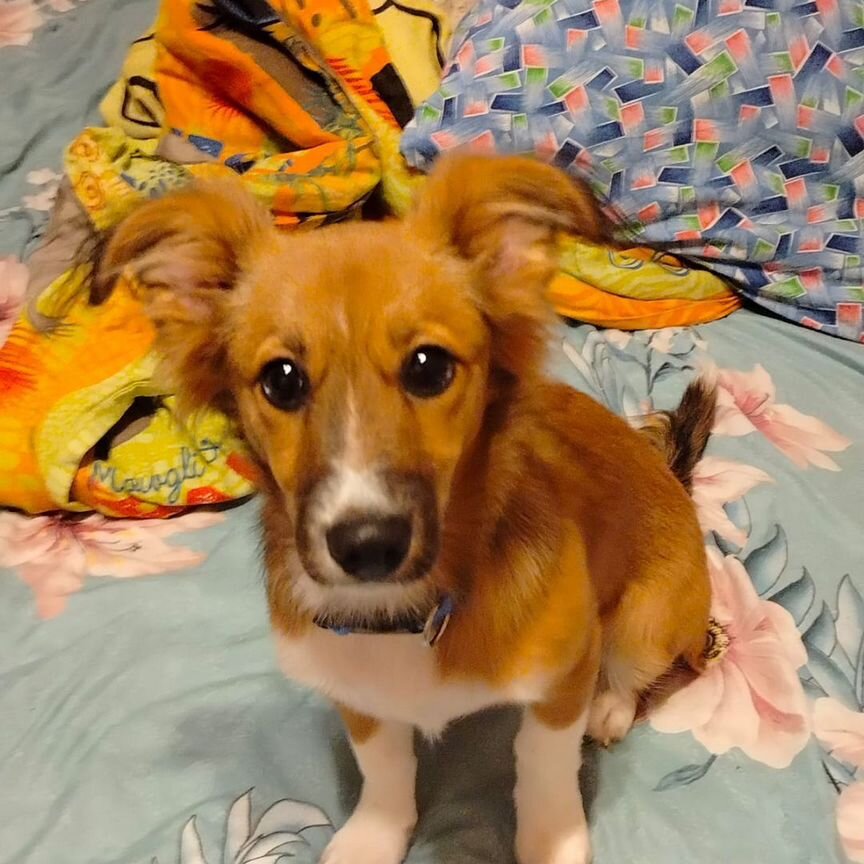 Щенок в добрые руки