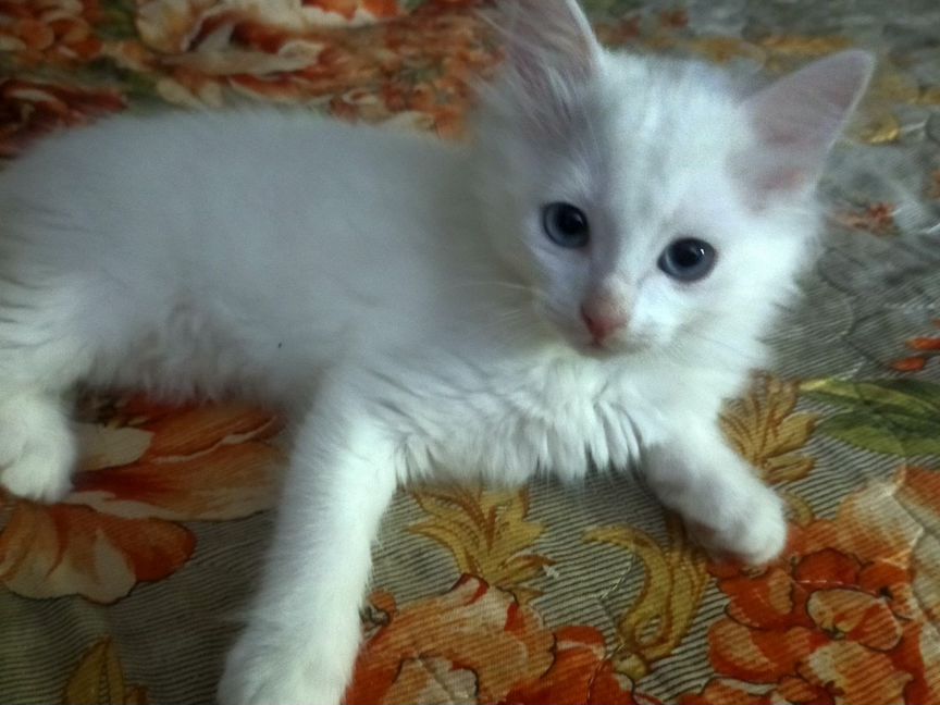 Кошка турецкая ангора