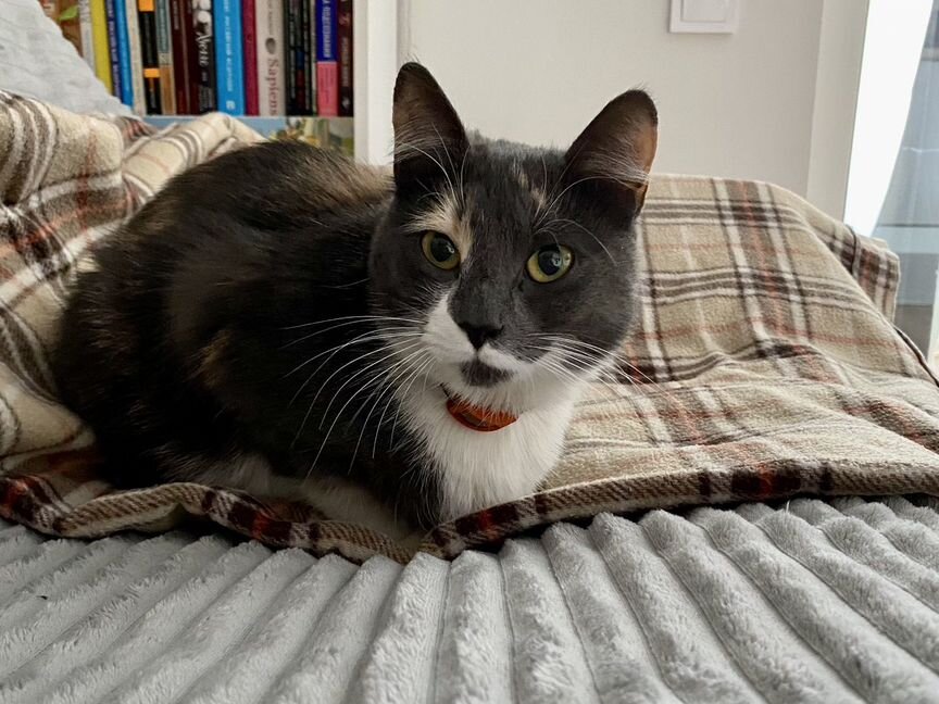 Кошечка Шуша