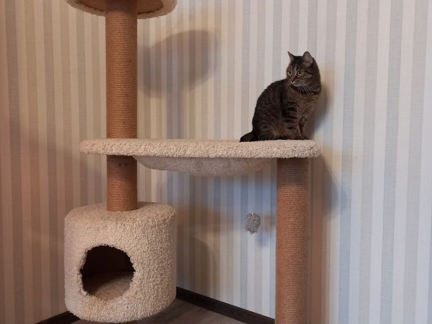 Когтеточка для кошек бу