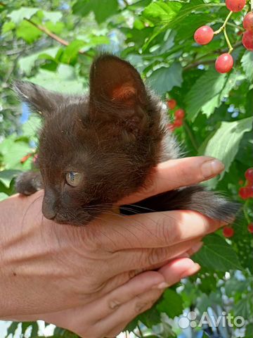 Черные котята, 1,5 месяца