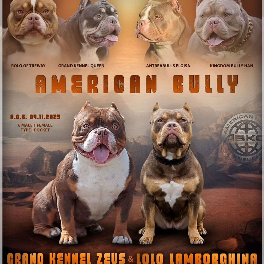 Американский булли, щенок