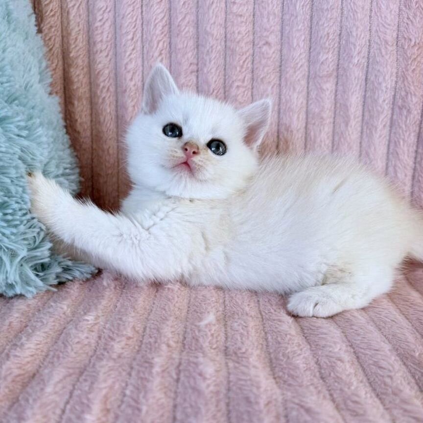 Британские котята