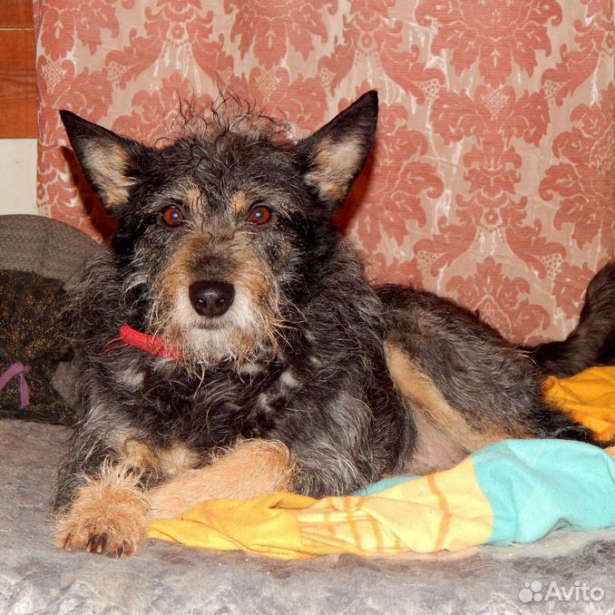 Замечательный пёсик живёт в приюте