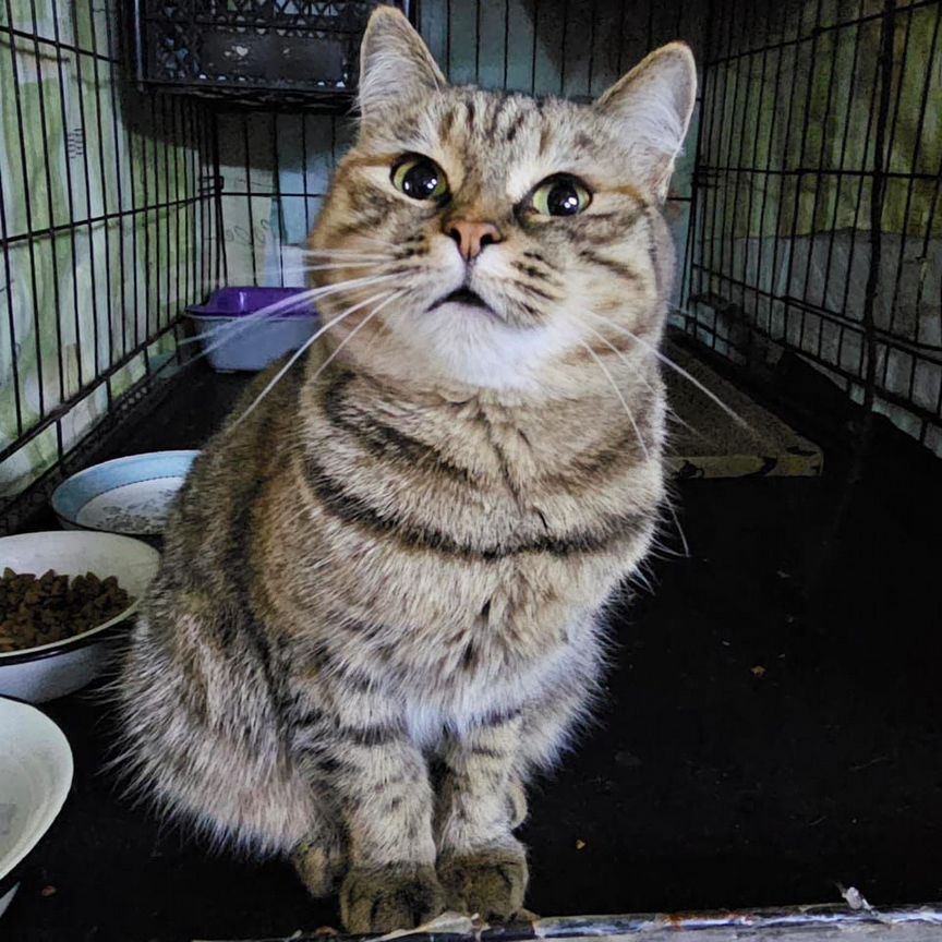 Славный кот Василий