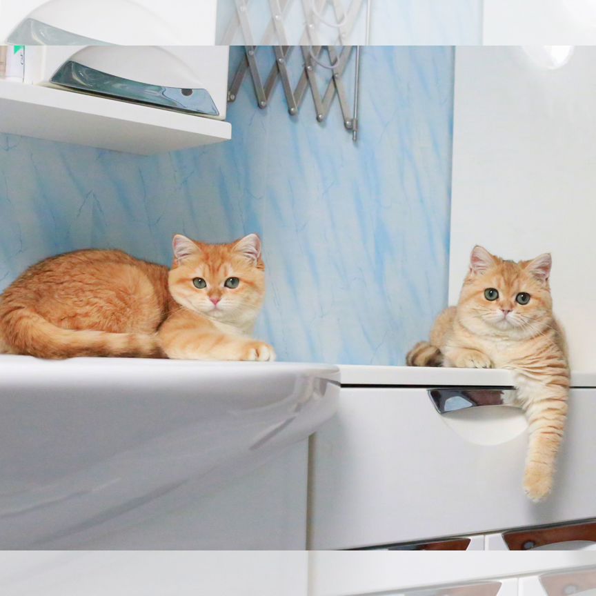 Британские котята золотые шиншиллы