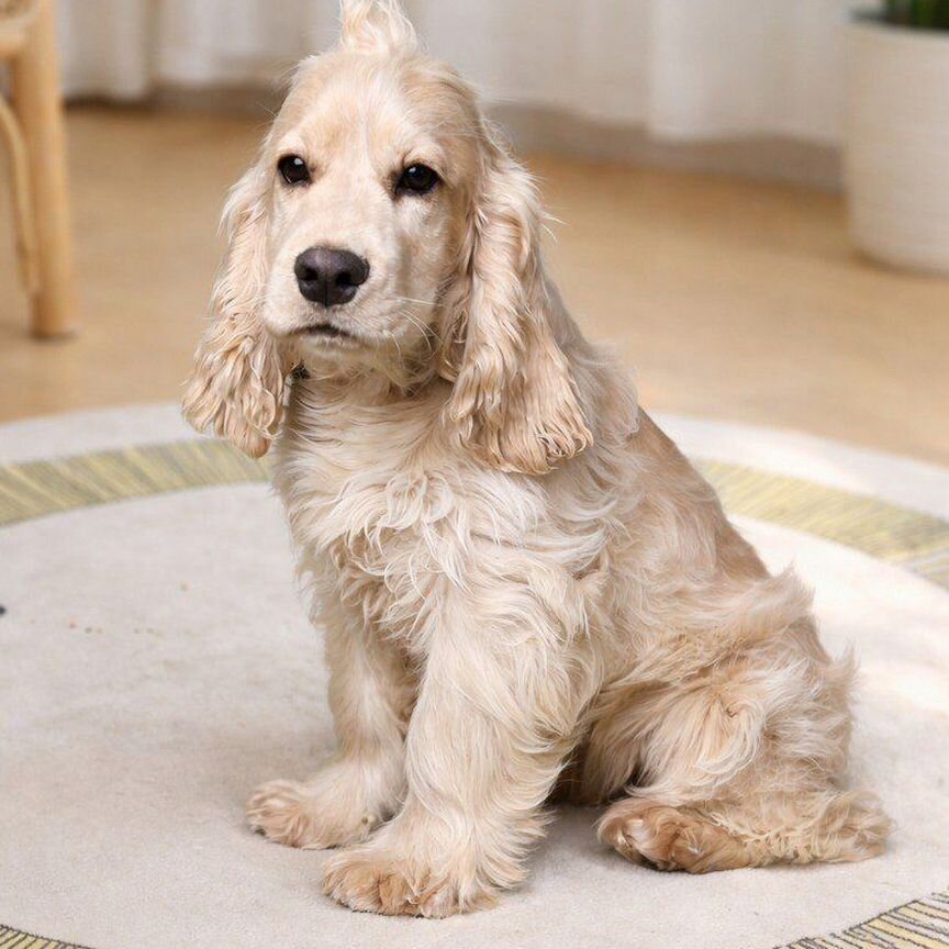 Английский кокер-спаниель, щенок