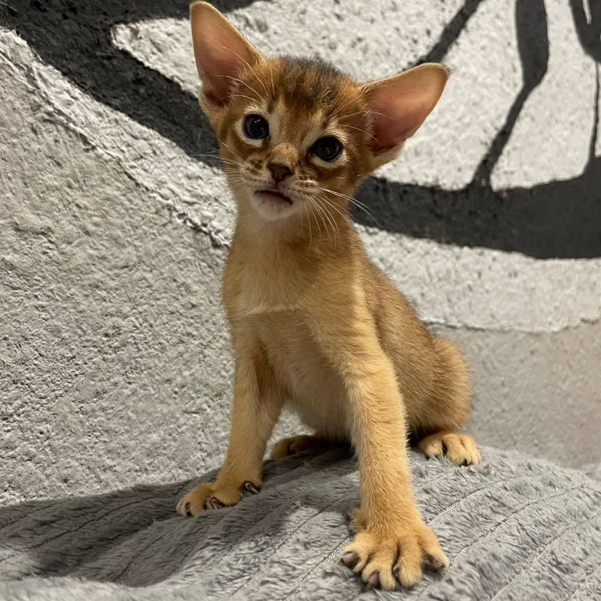 Абисинский котенок