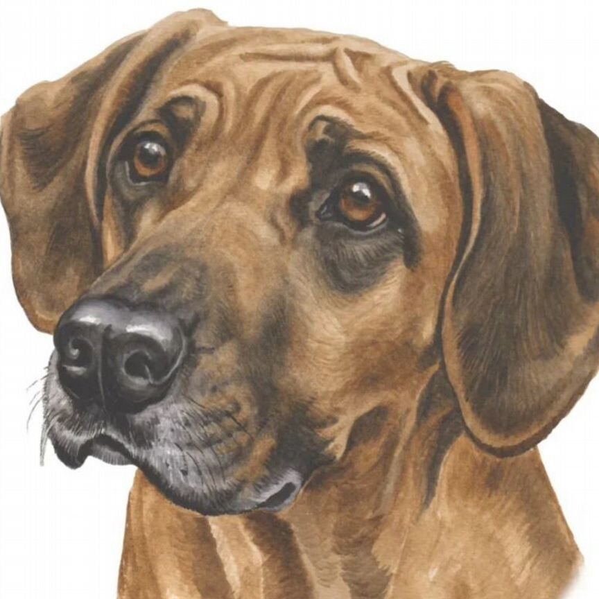 Родезийский риджбек, собака бесплатно