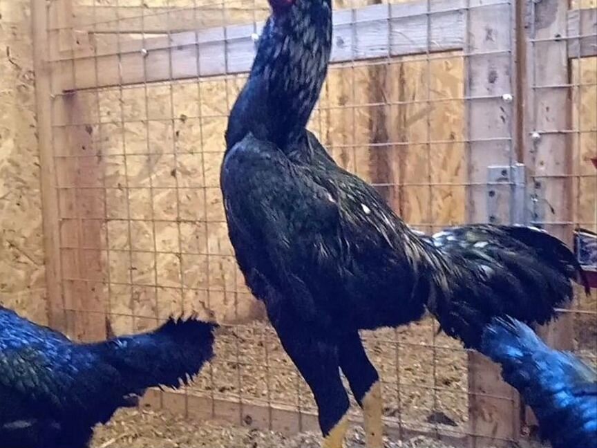 Бойцовые О Шамо