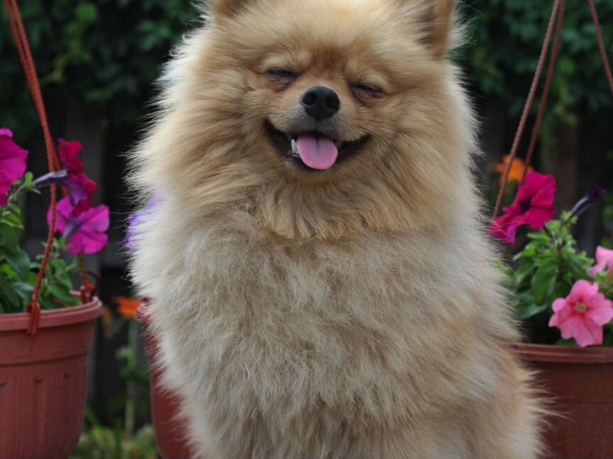 Померанский щпиц мини