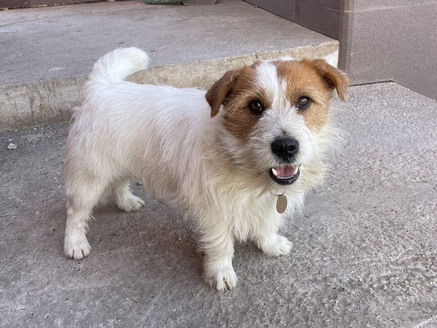 Джек Рассел вязка кобель чистокровный