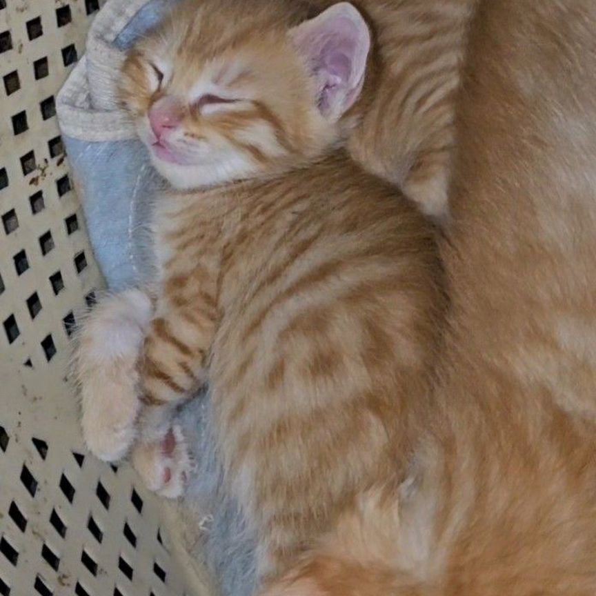 Котята