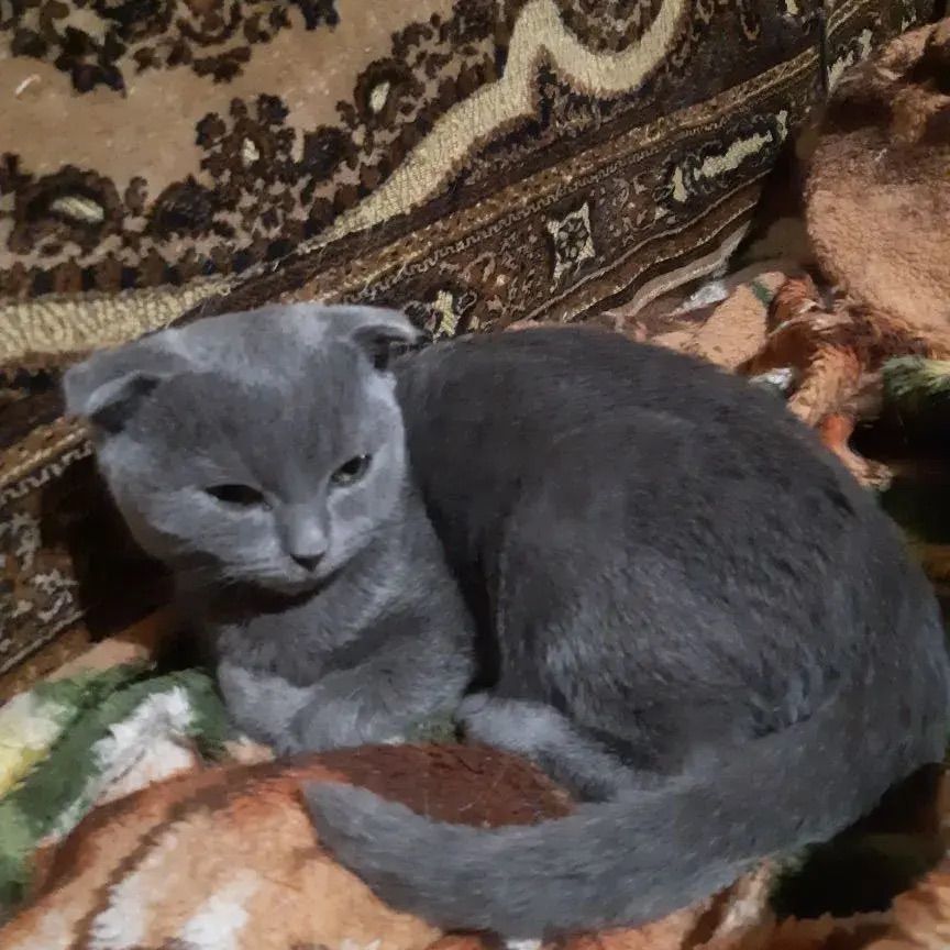 Шотландский вислоухий короткошёрстный котёнок