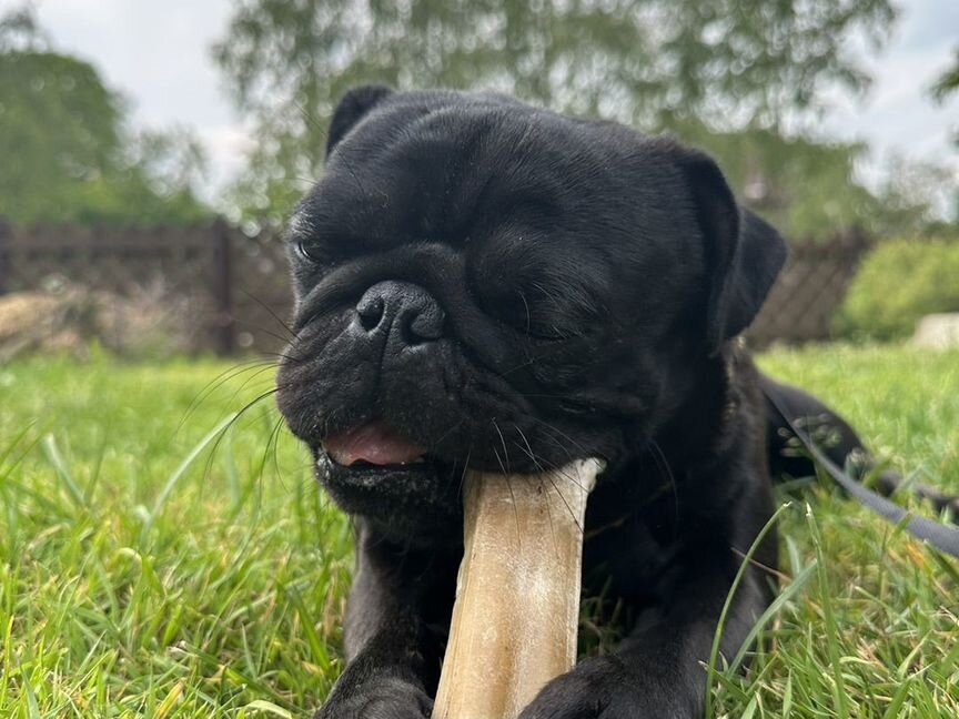 Мопс вязка мальчик