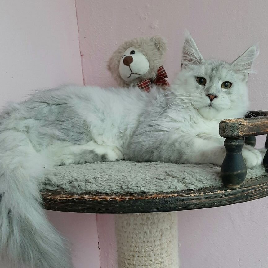 Мейн-кун котёнок