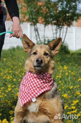 Нежная собака Айка чахнет в приюте