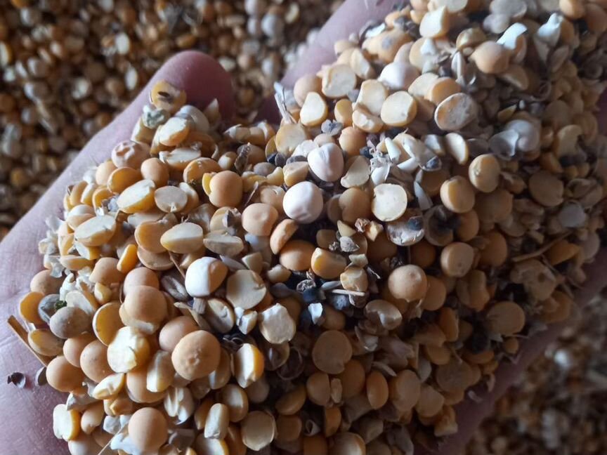 Сечка гороха