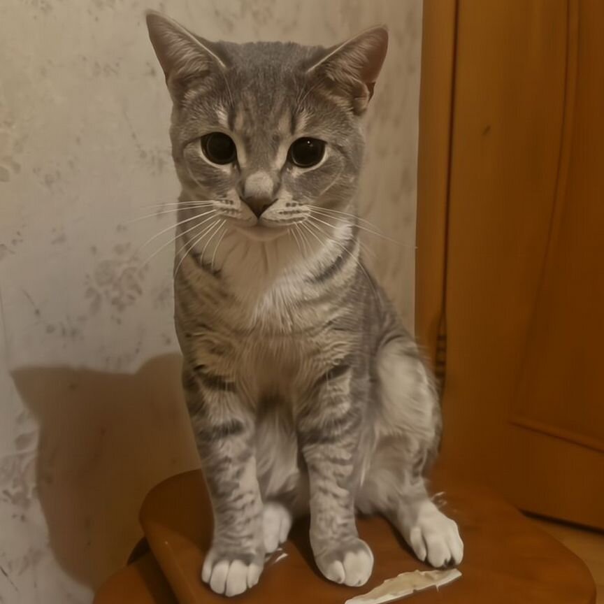 Шотландский вислоухий короткошёрстный котёнок