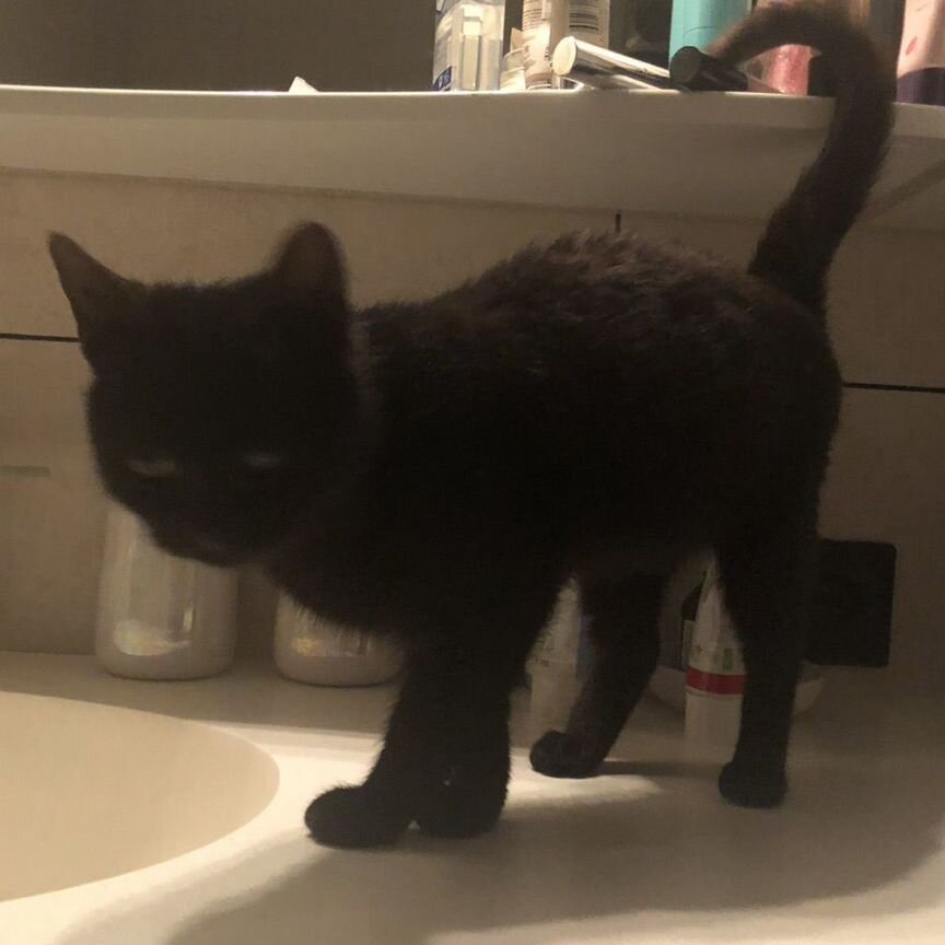Кошки