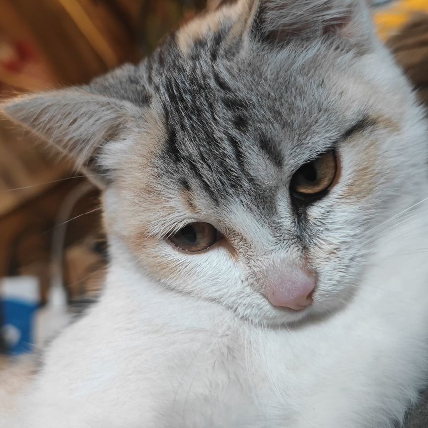 Девочка котенок девочка котейка