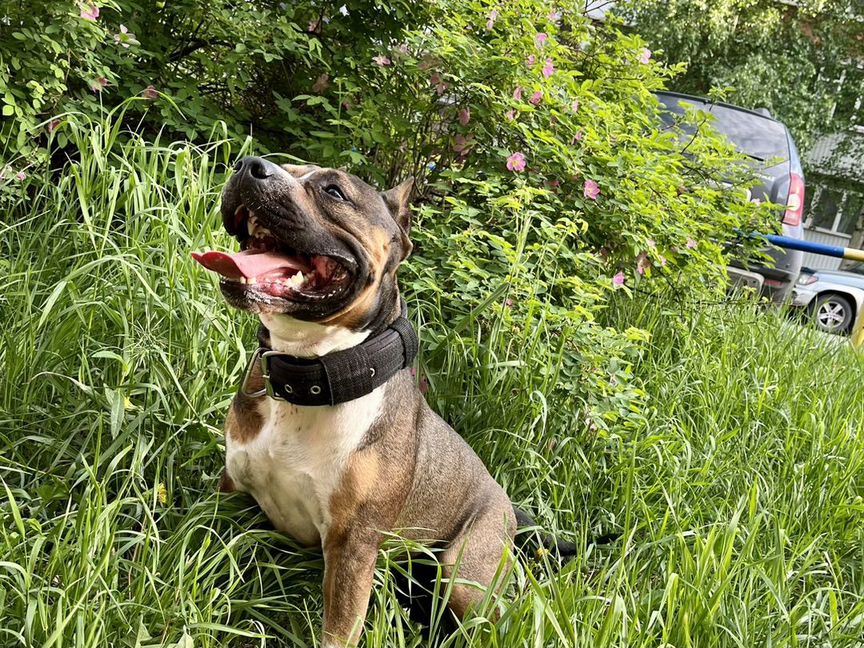 Ищем невесту