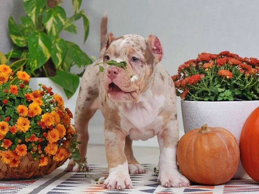 Щенки Американский Булли