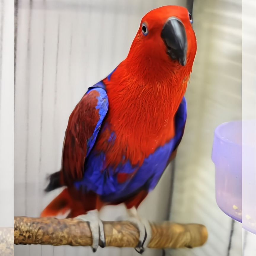 Попугай Электус ручной