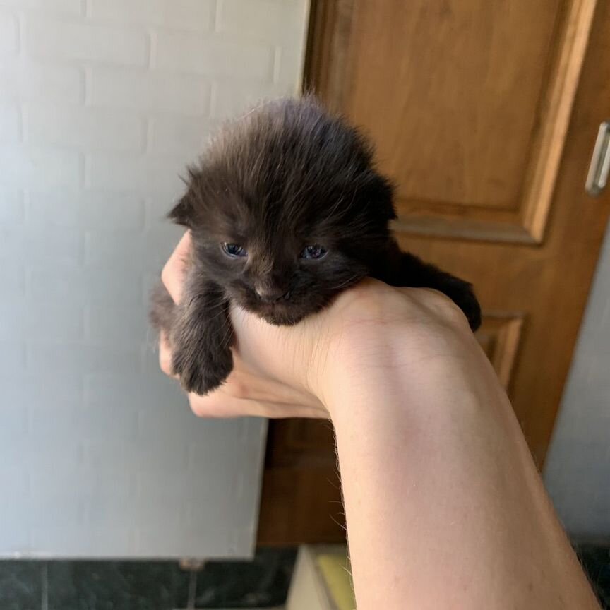 Малыши мейнкуна с помесью