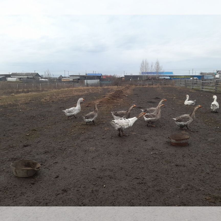 Холмогорские гуси