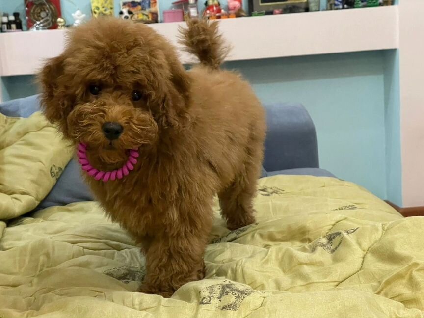 Пудель той/миниатюра