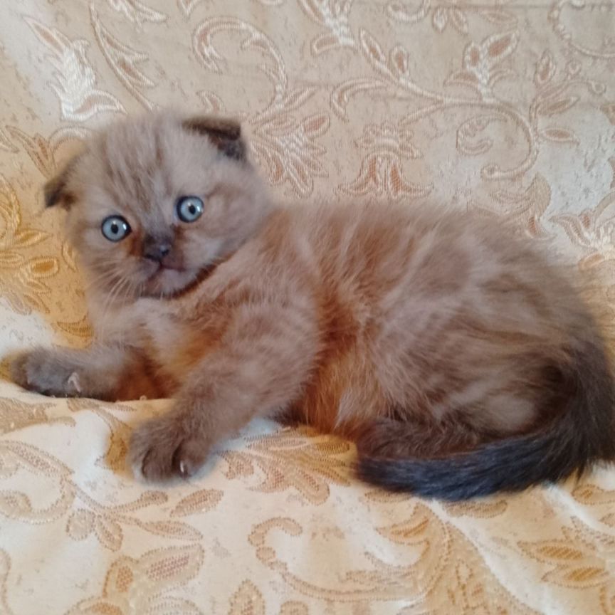 Шотландский котенок бурманского окраса