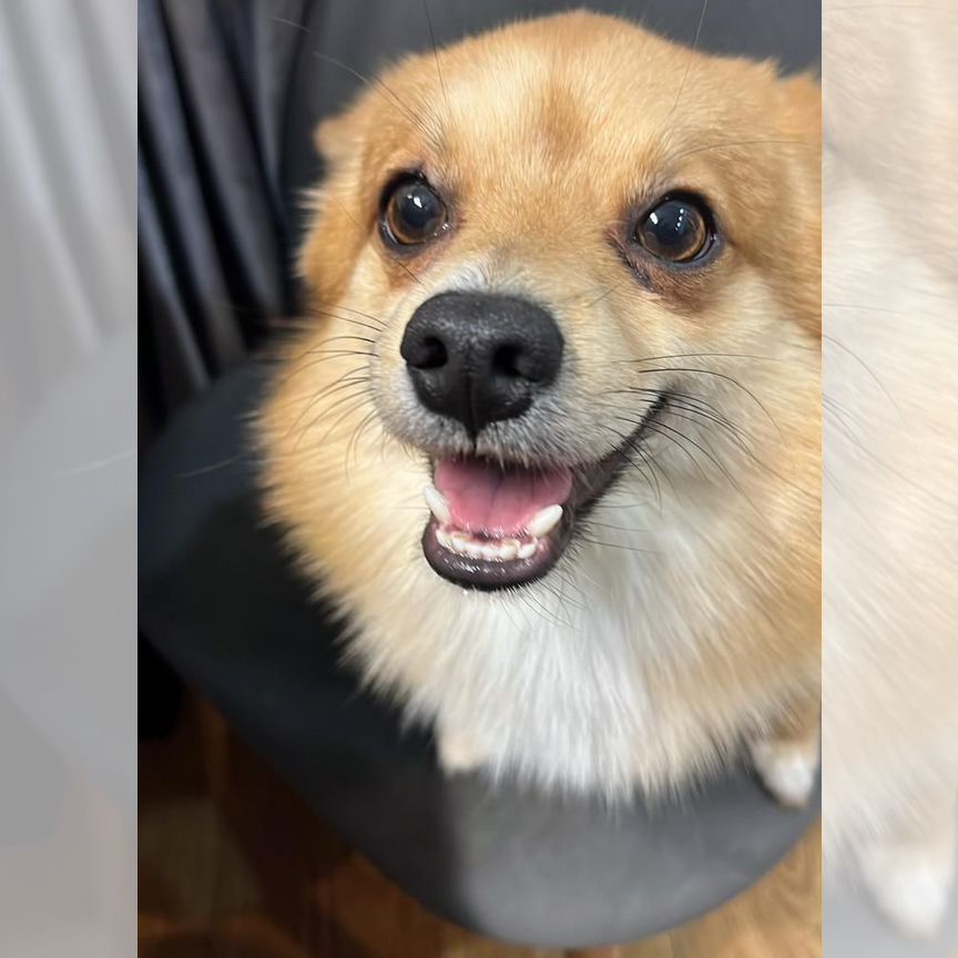 Немецкий шпиц, щенок