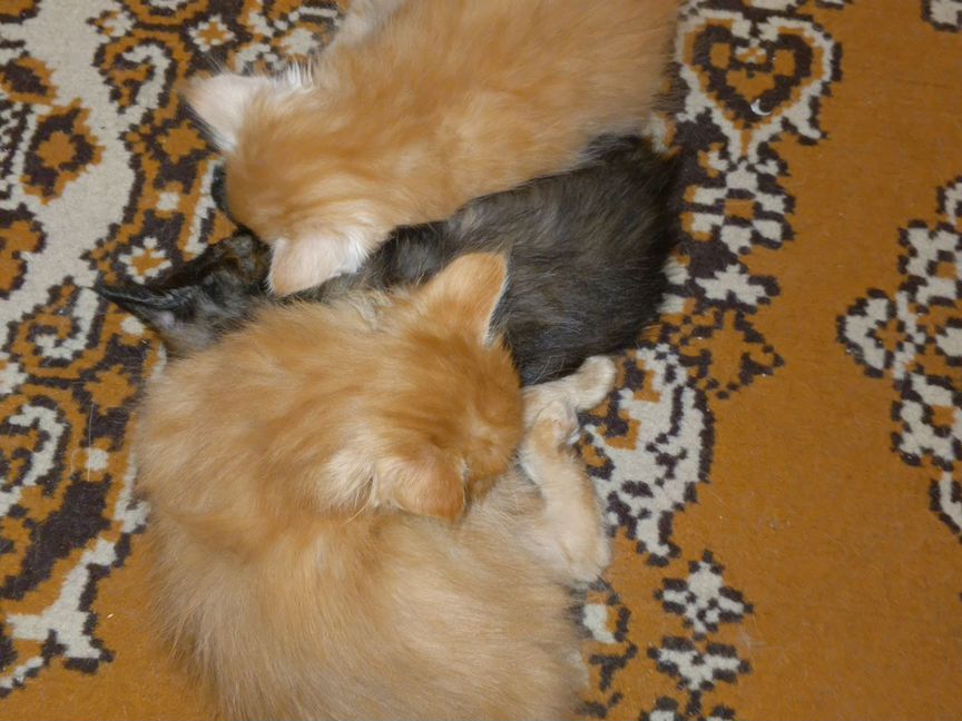 Котята бобтейл