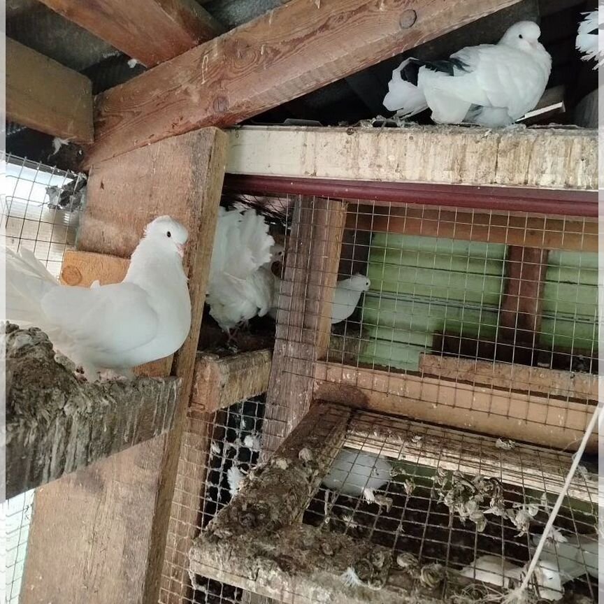 Продажа голубей