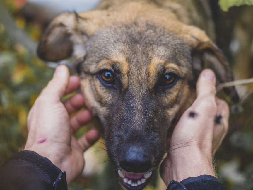 Собака в добрые руки отдам бесплатно