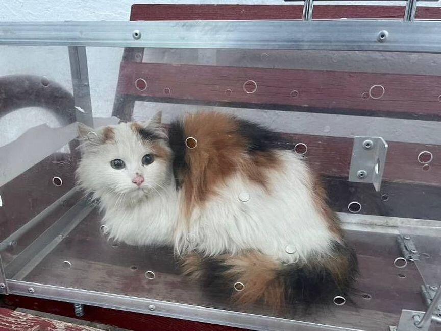 Мурашка сутки на поиск дома