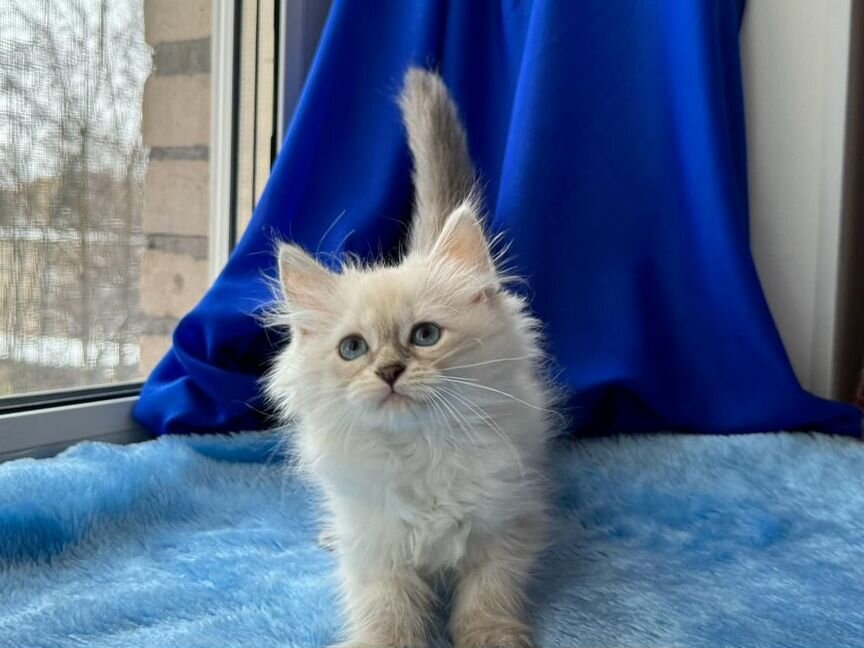 Невская малышка 1.5 мес